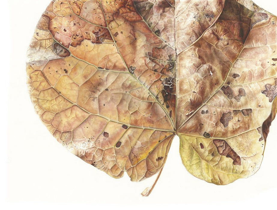 'Jessica Rosemary Shepherd - Botanical artist and much more' By Morgyn ...