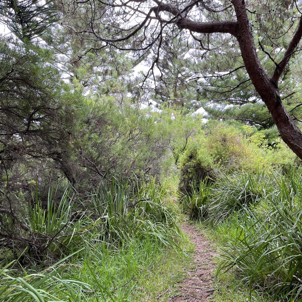 Nature Walks Canberra — NatureArt Lab