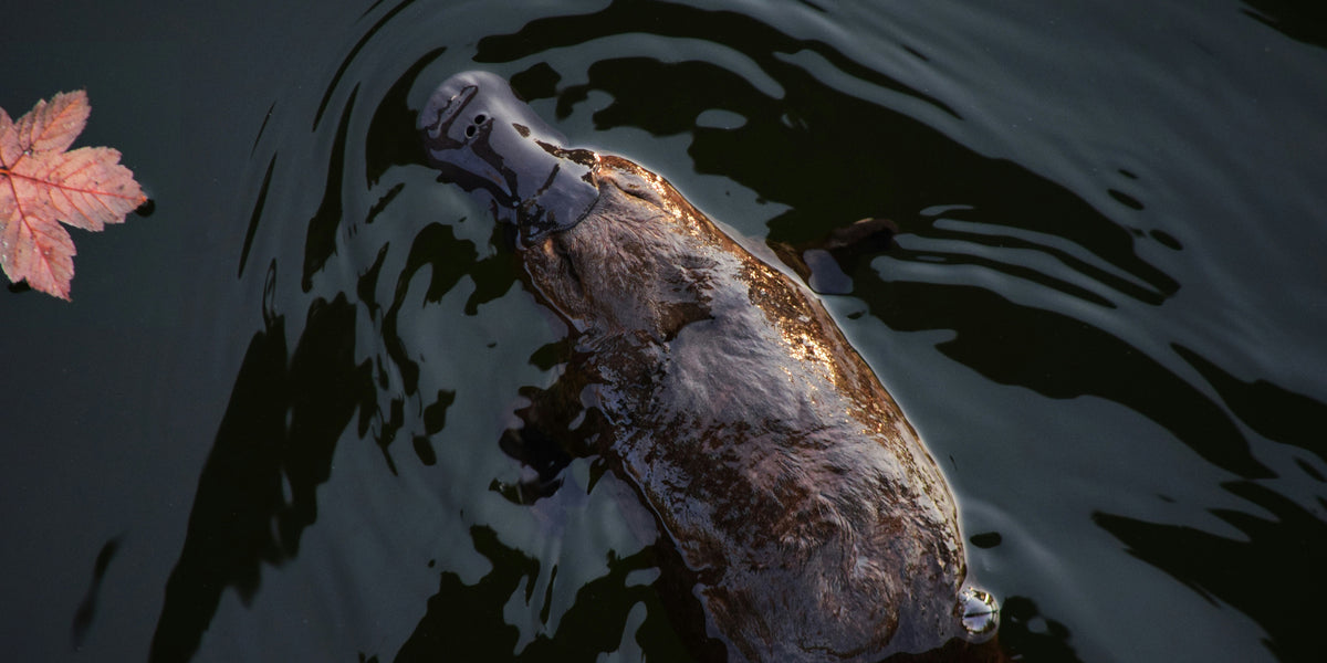 Platypus Month 2024 — NatureArt Lab