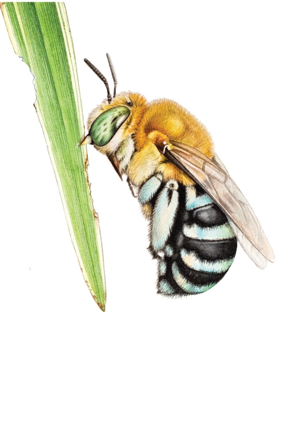 Blue-banded Bee - Australian Art Greeting Card — NatureArt Lab