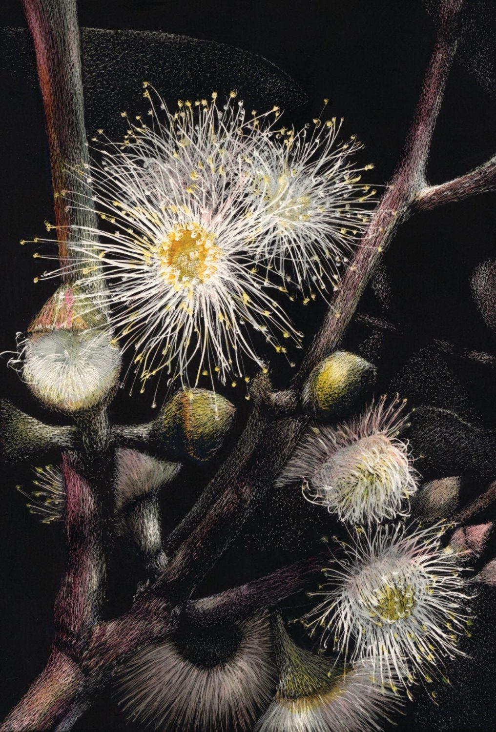 Gum Flowers - Australian Art Greeting Card — NatureArt Lab