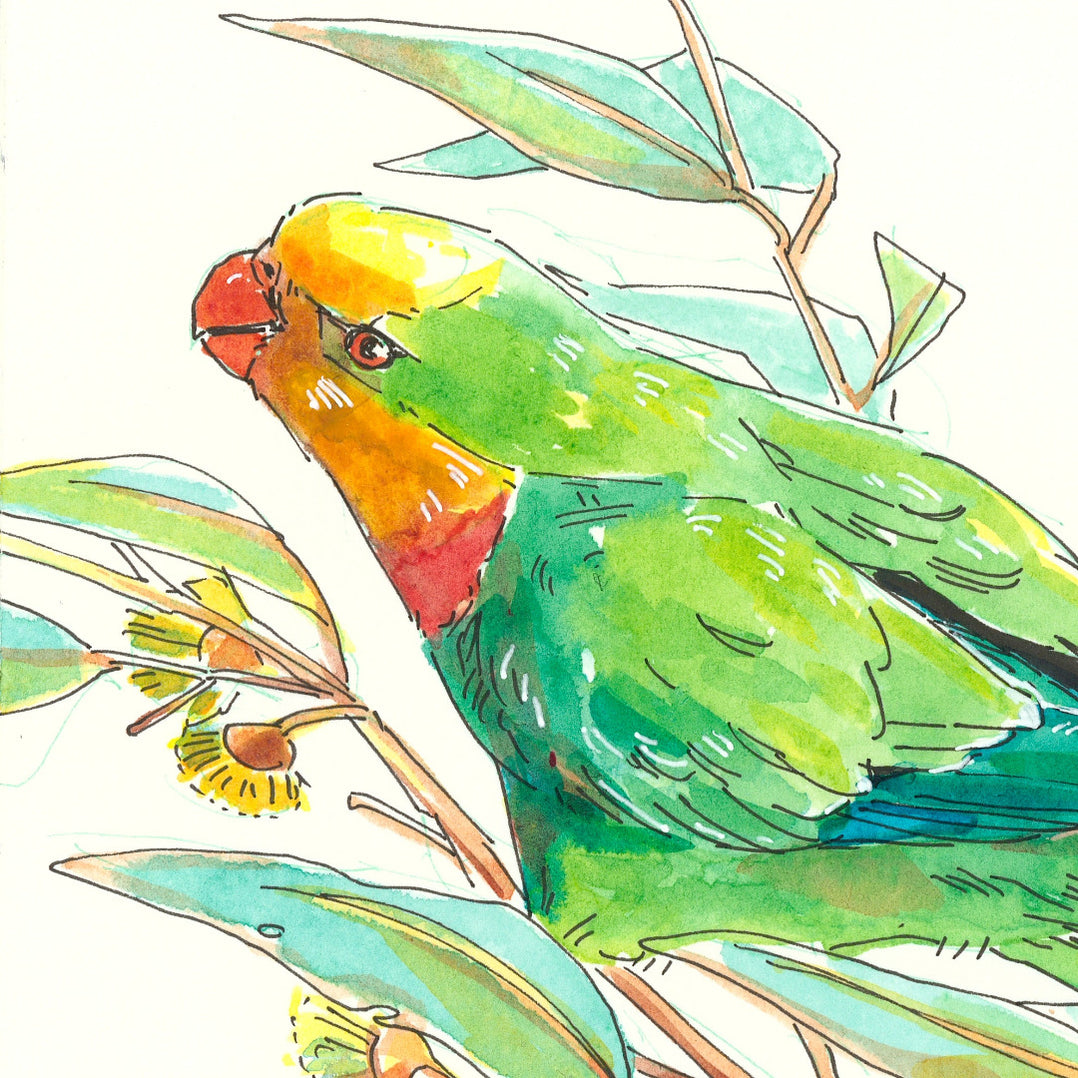 Birds in Pen and Ink with Jessica Riese, Art Classes in Canberra 2025 ...