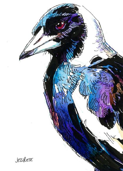 Australian Magpie - Australian Art Greeting Card — NatureArt Lab