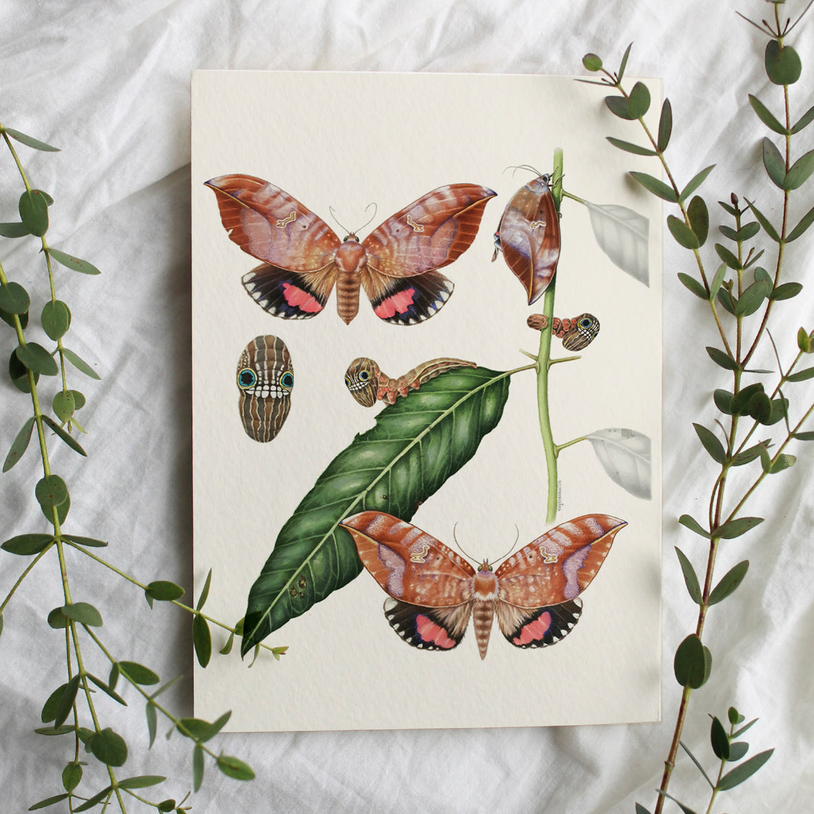 Phyllodes imperialis - Australian Art Greeting Card — NatureArt Lab