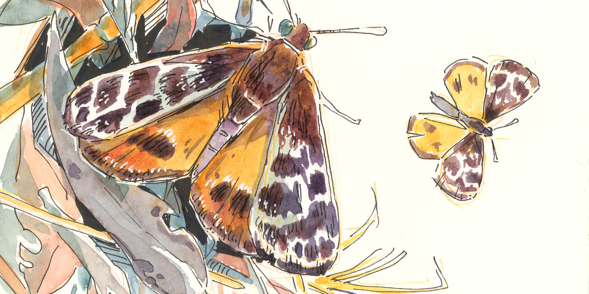 Golden Sun Moth - Australian Art Greeting Card — NatureArt Lab