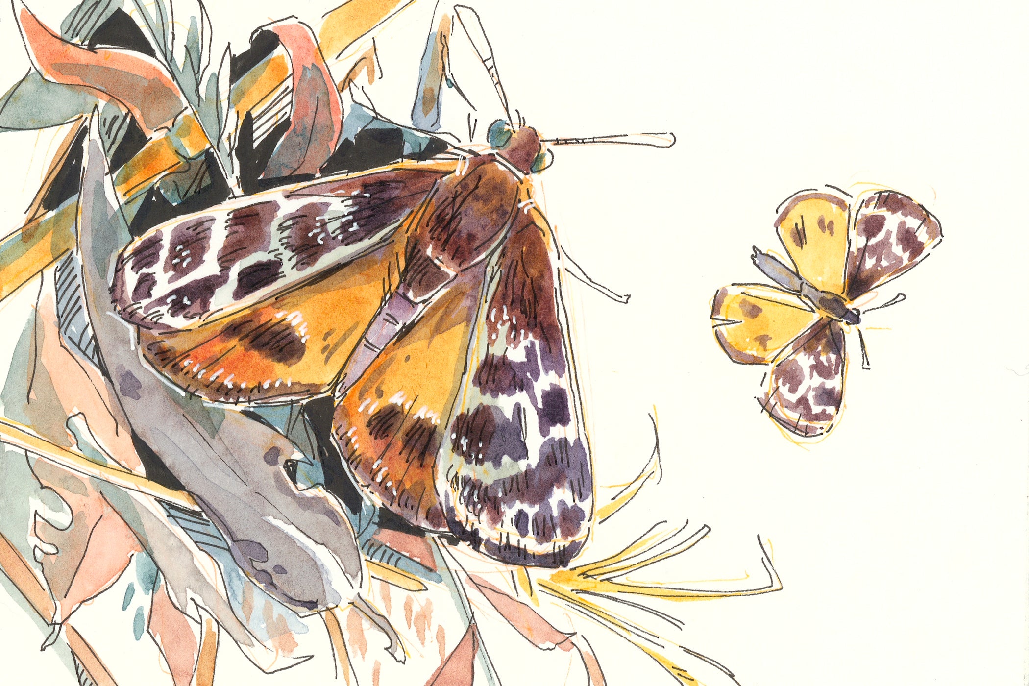 Golden Sun Moth - Australian Art Greeting Card — NatureArt Lab